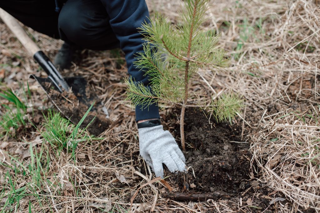 Evergreen Reforestation Initiative - Planting 1 Million Trees by 2035